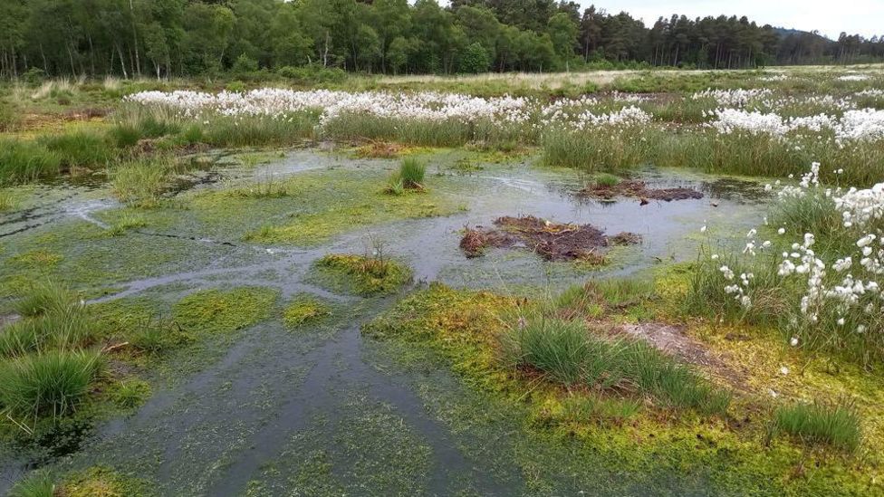 Kirkconnell Flow ancient peat bog makes 'remarkable' recovery - BBC News