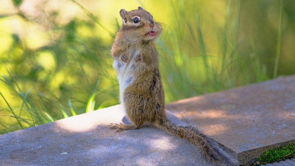 Funny animal photos: Hilarious winners and finalists from the Comedy ...