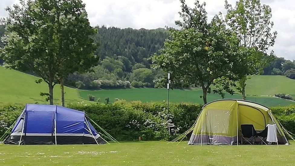 Tai bach yn achos pryder i reolwyr meysydd gwersylla - BBC Cymru Fyw