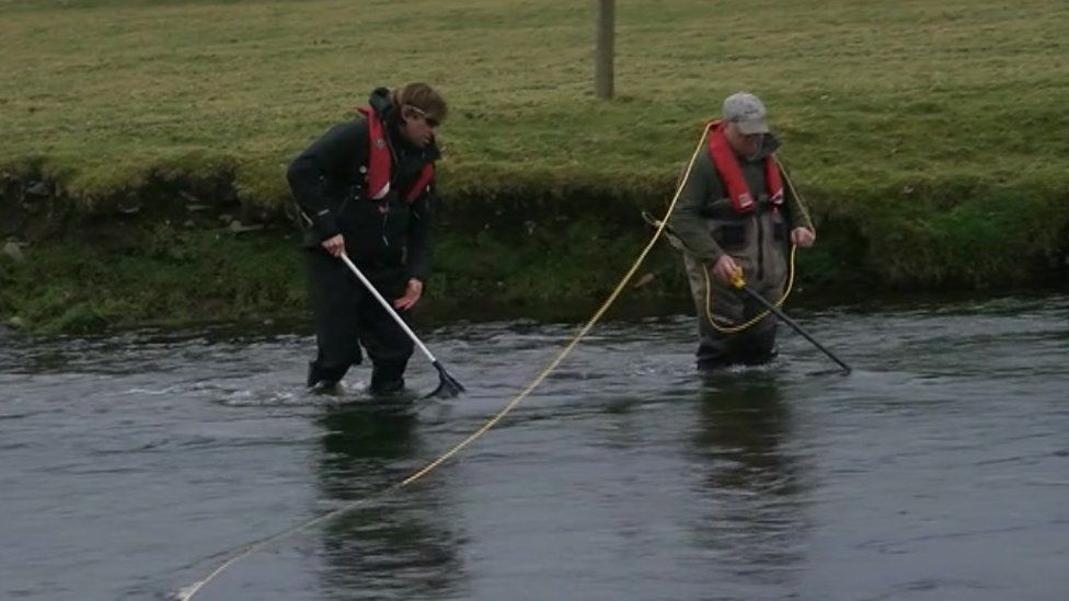 Hundreds of River Gwili fish killed by pollution, NRW says - BBC News
