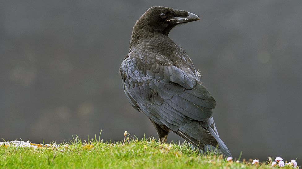 Green MSP Andy Wightman raises raven killing concerns - BBC News