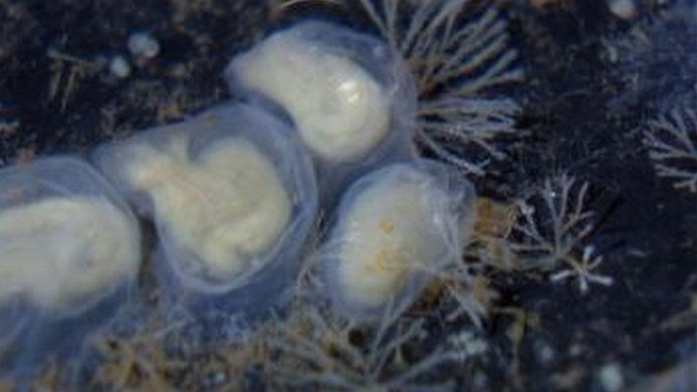 Do we need to wipe out clingons? - BBC News