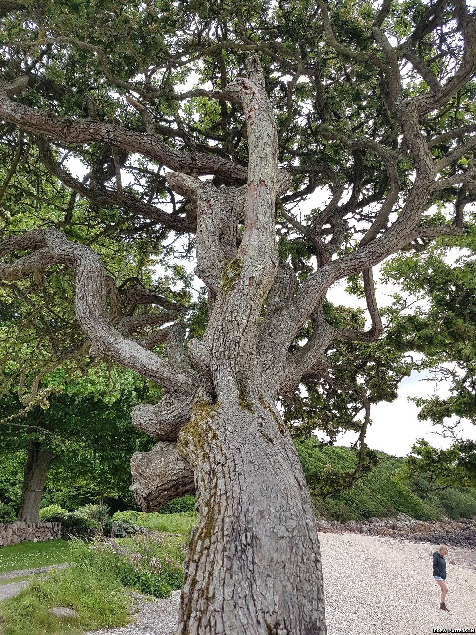 Woodland Trust Tree of the Year 2021: Scotland claim top prize for two ...