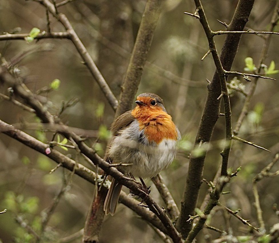 England's Big Picture: 17 - 23 May - BBC News