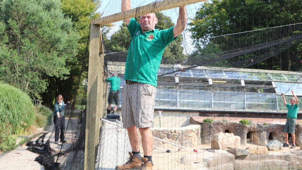 New bird flu outbreak near Torpoint, Cornwall - BBC News