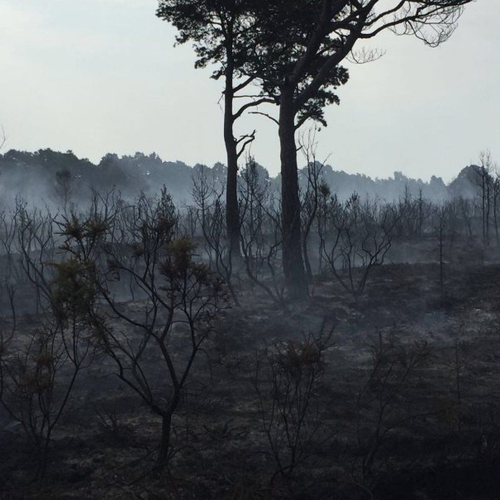 Ferndown Common heathland fire reignites - BBC News