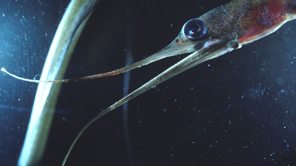 Climate change: 40% of ocean's 'twilight zone' species at risk from ...