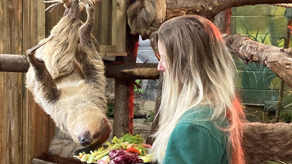 Folly Farm's pensioner sloths move into new retirement home - BBC News