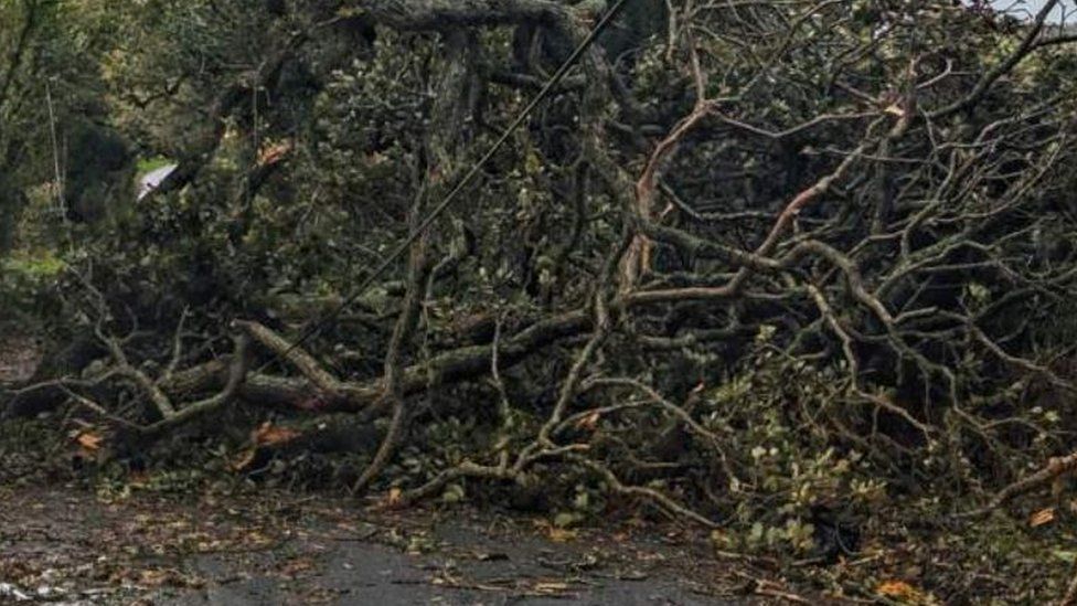 Falling trees, power cuts and a flying trampoline in Cornwall storm ...