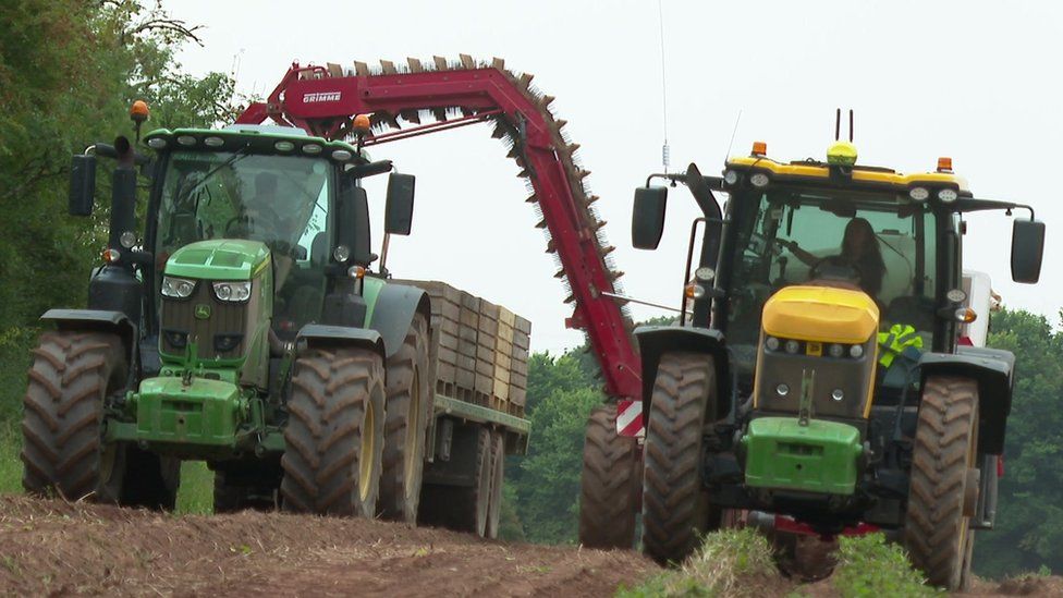 Ffermwr yn cael 'her go iawn' i ddenu gweithwyr tymhorol - BBC Cymru Fyw