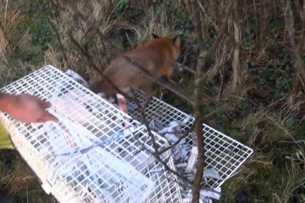 Buckminster Estate fox trial: Gamekeeper guilty of welfare offence ...