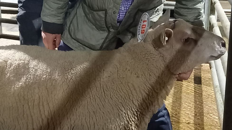 Shropshire sheep sold 11 times at same charity auction - BBC News