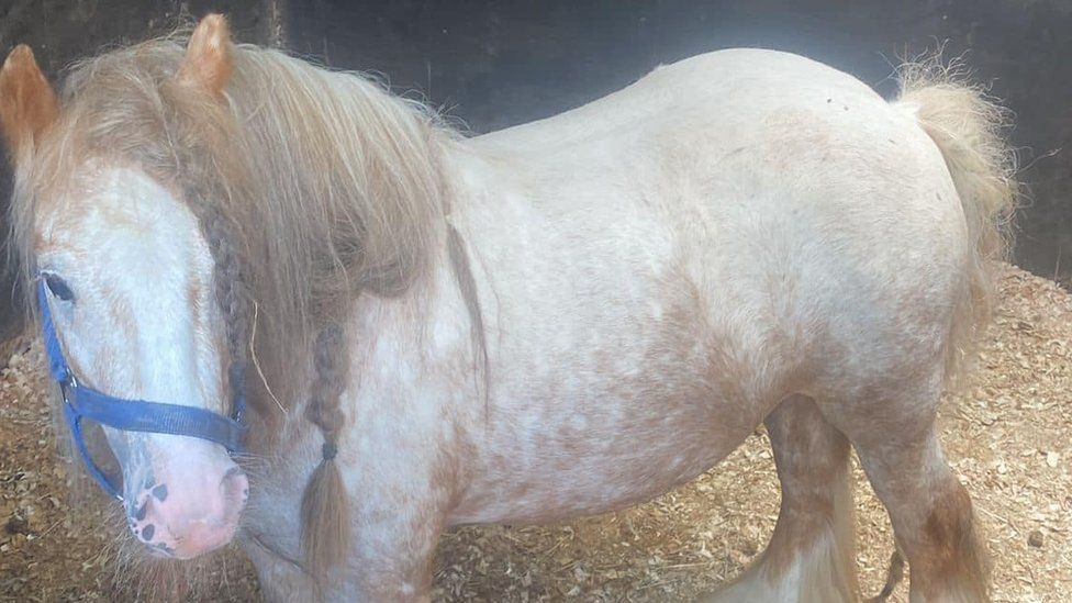 Sheffield mum's emotional appeal over stolen pony - BBC News