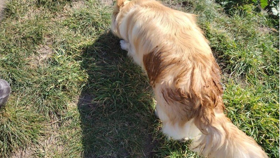 Dog owner's horror as pet rolls in human poo at beach - BBC News