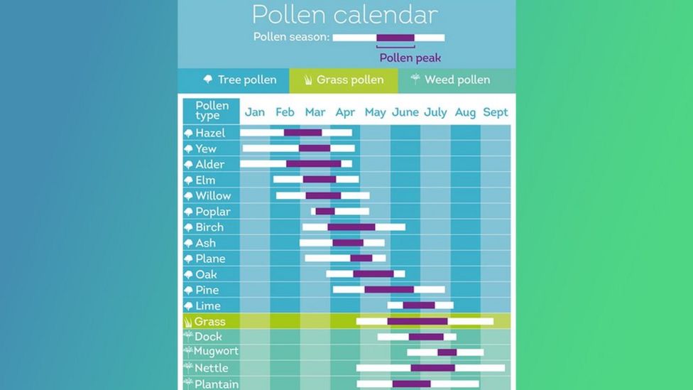 Hay fever: Tree 'pollen bomb' heading to UK - BBC Newsround