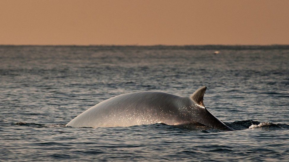 Arctic visitors in Irish waters and the dark side of dolphins - BBC News