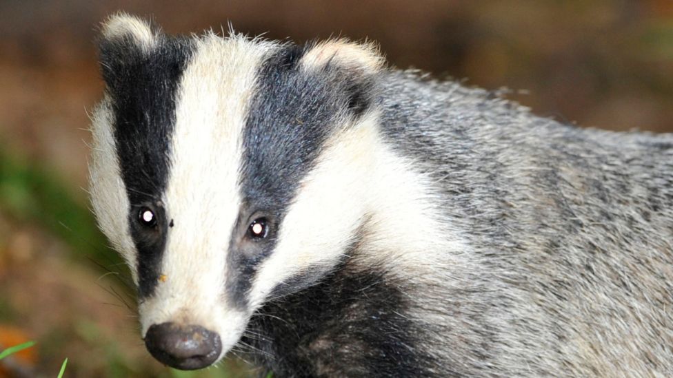 Bovine TB: Badger cull needed, vets' leader tells AMs - BBC News
