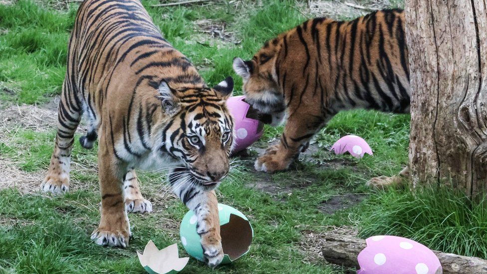 Easter: Animals at London Zoo have an egg-cellent Easter egg hunt - BBC ...