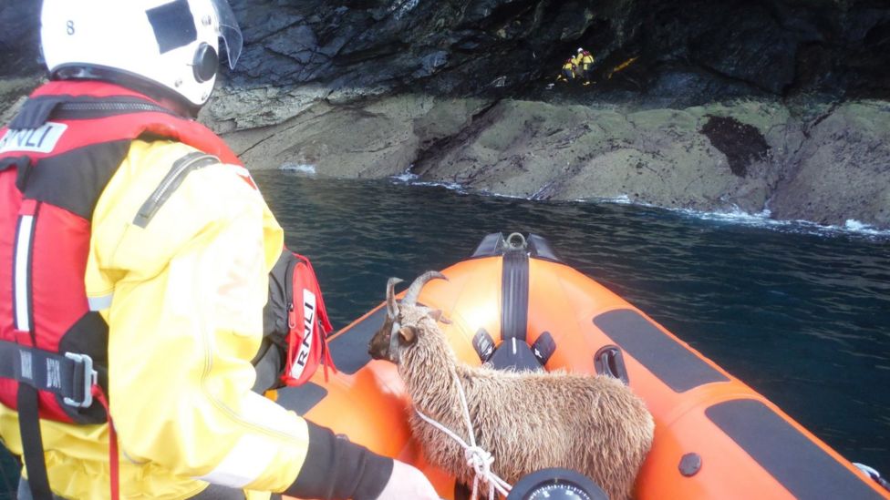 Six sheep stuck on cliff ledge after 'chase by dogs' - BBC News