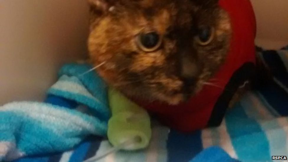 RSPCA investigates cat 'stabbed with screwdriver' case - BBC News