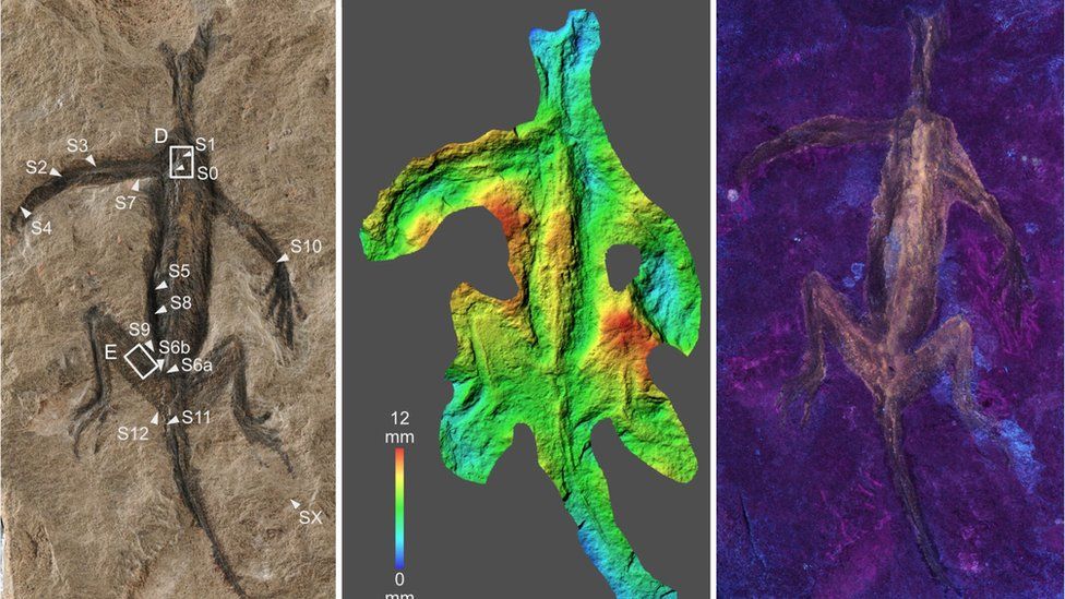 Archaeologists find a '280 million-year-old fossil' forgery - BBC Newsround