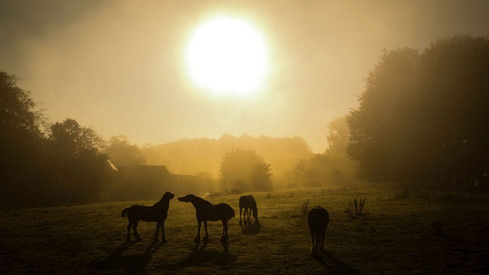 Warm weather brought Scotland 'rare third midge hatch' - BBC News