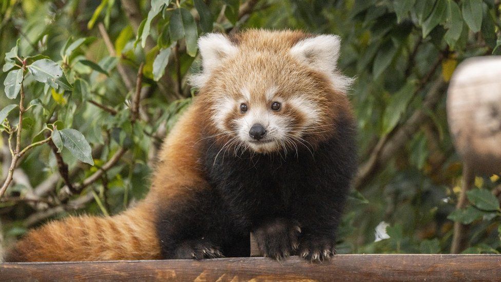 Paradise Wildlife Park's red panda cub moves zoos - BBC News