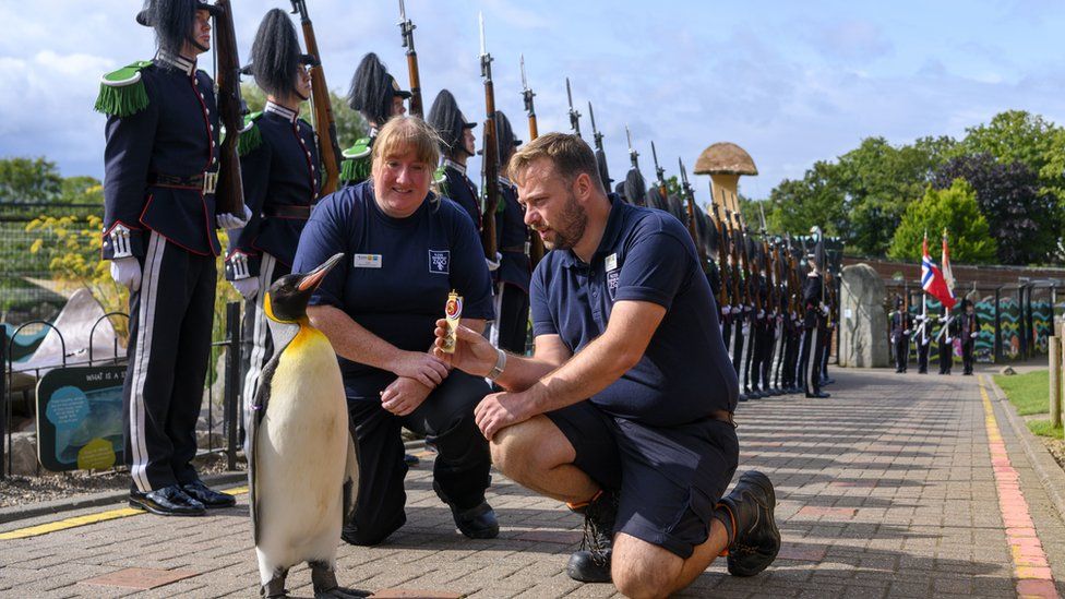 Sir Nils Olav III penguin at Edinburgh Zoo gets promotion and guard of ...