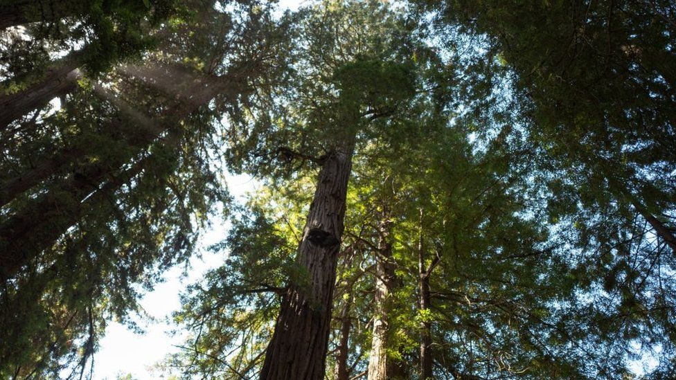 US government to plant trees to help tackle climate change - BBC Newsround