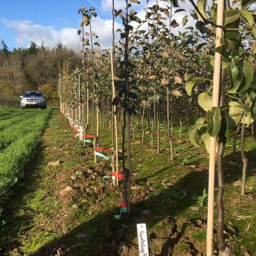 Creu perllan o goed afalau a gellyg sy'n unigryw i Gymru - BBC Cymru Fyw