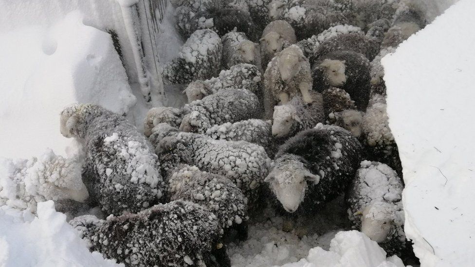 Storm Arwen: Onecote farmers dig sheep from snow - BBC News