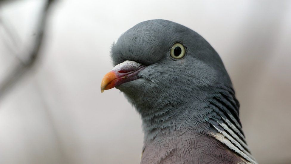 Pictures: Britain's top ten most common birds - BBC Newsround