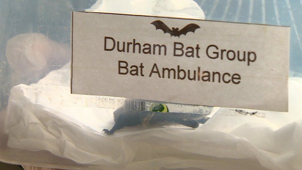 Dehydrated bats fell from Durham Cathedral roof in heatwave - BBC News