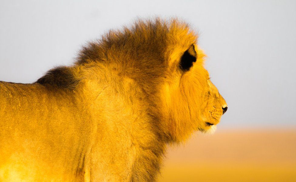 Your pictures: Golden - BBC News