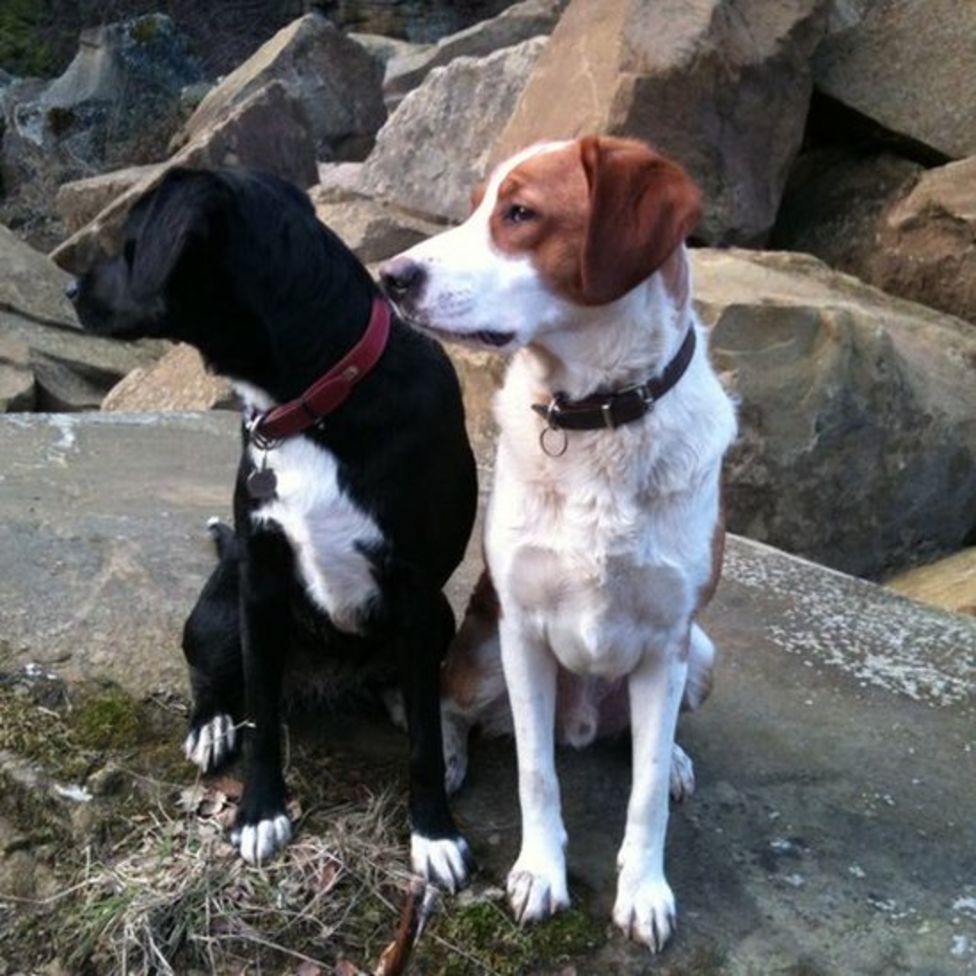 Dogs mirror other dogs' emotions: Your canine copycat pictures - BBC News