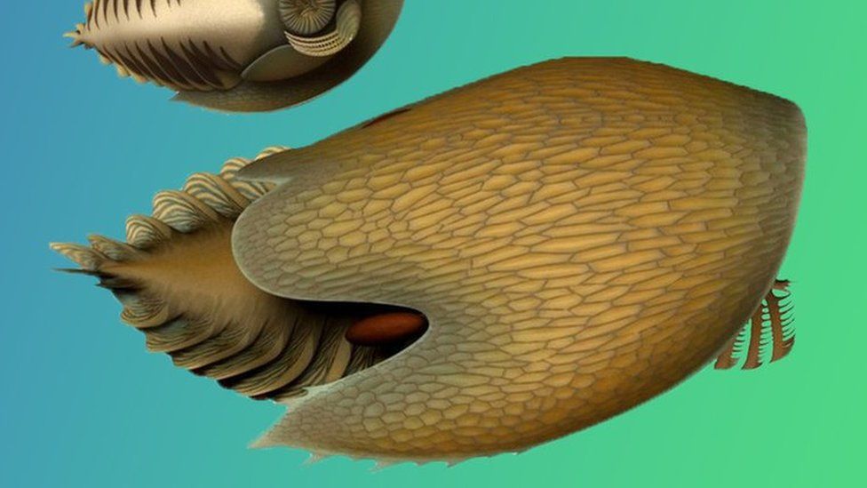 How do scientists know how old something is? - BBC Newsround