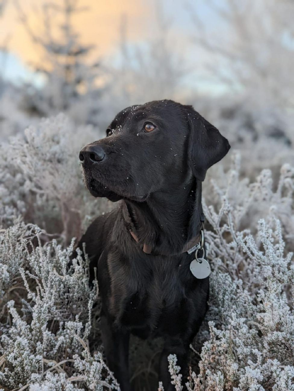 Your pictures of Scotland: 23-30 December - BBC News
