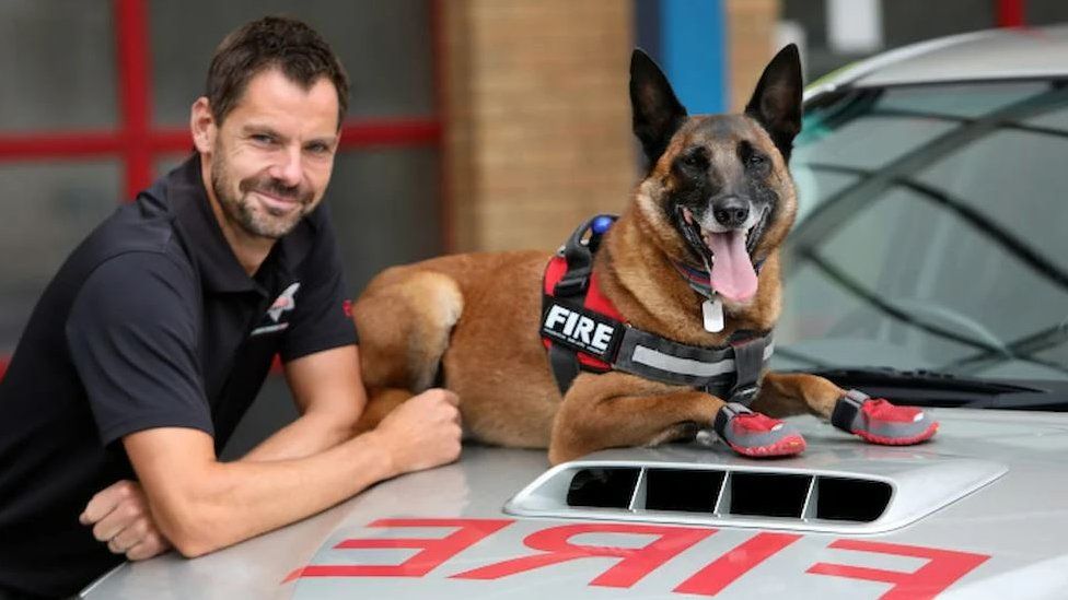 Giddy the fire dog helping probe Crooked House arson attack - BBC News