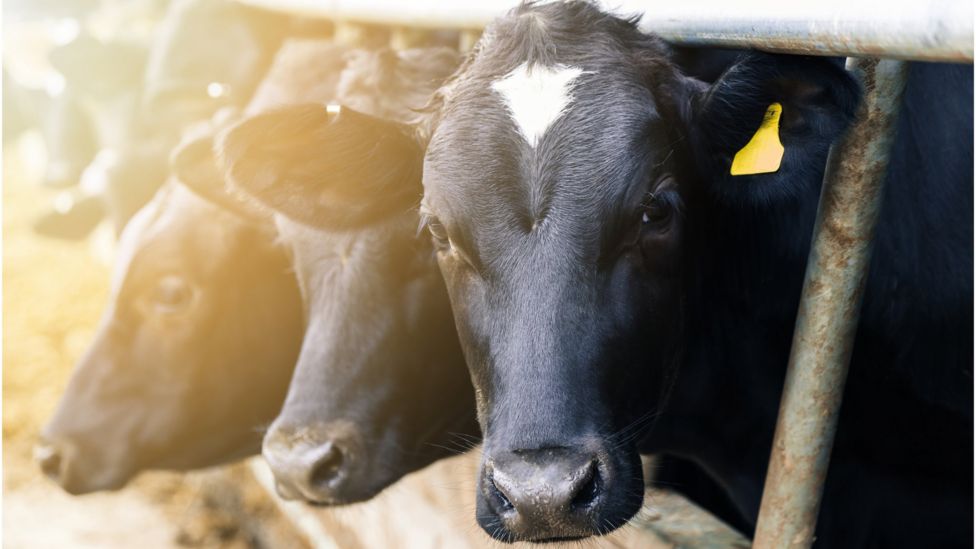 Trafficking gangs continue despite Covid restrictions - BBC News