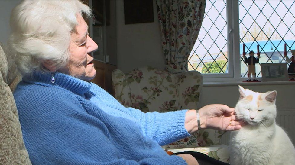 Felines vie to be named top cat by welfare charity - BBC News