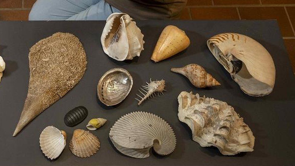 Shells from Captain Cook's third voyage rescued from a skip - BBC Newsround