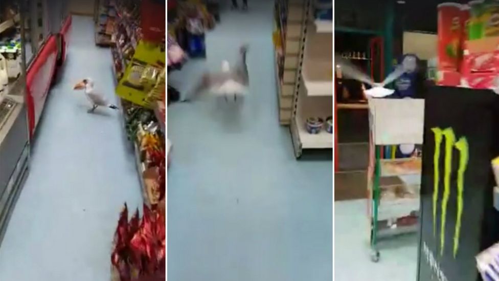 Health store targeted by shoplifting seagull in Cornwall - BBC News
