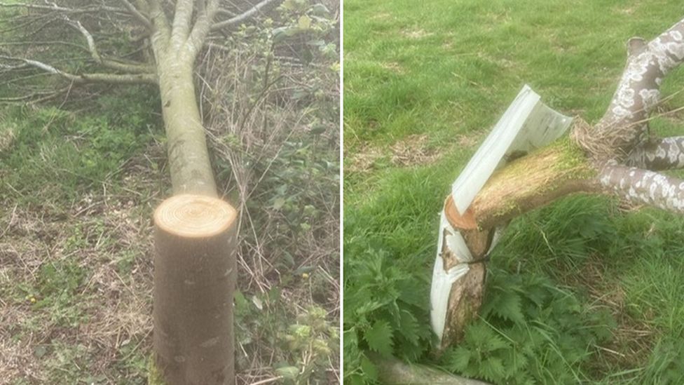 Mindless Boston vandals cut down three trees - police - BBC News
