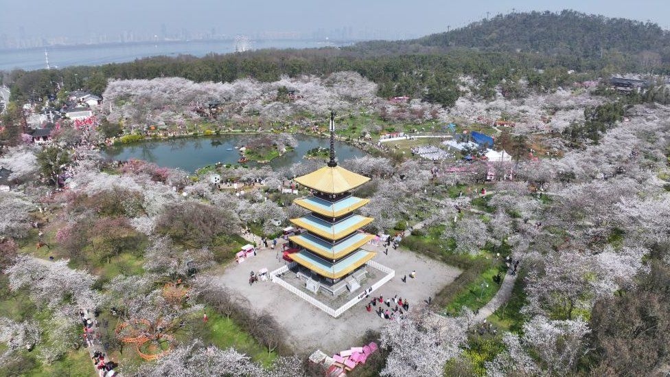 Blossom: Spring has sprung with cherry trees in full bloom - BBC Newsround