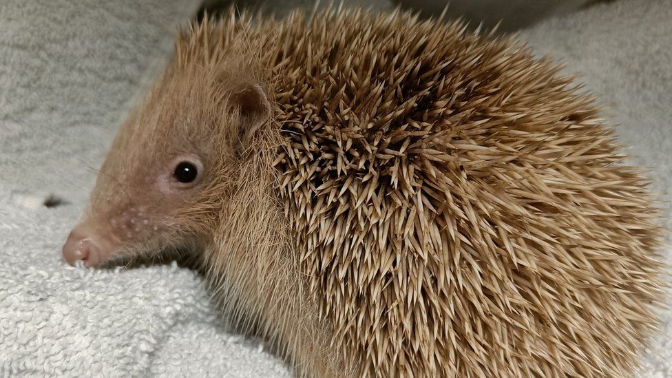 UK wildlife: Have you ever seen a 'blonde' hedgehog? - BBC Newsround