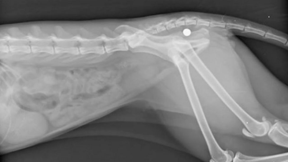 Cat's leg removed after 'air rifle attack' in Nottingham - BBC News