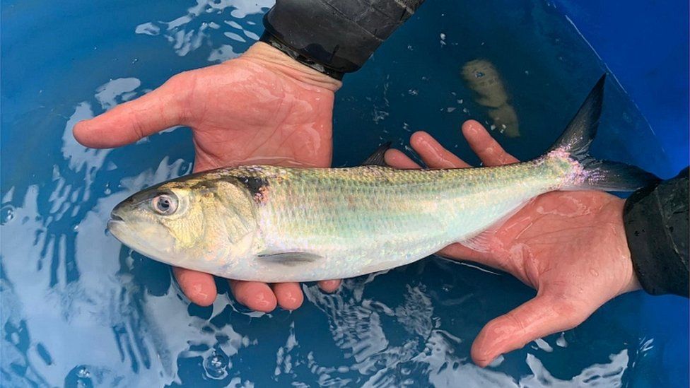 Rare twaite shad at River Severn spawning ground after 180 years - BBC News