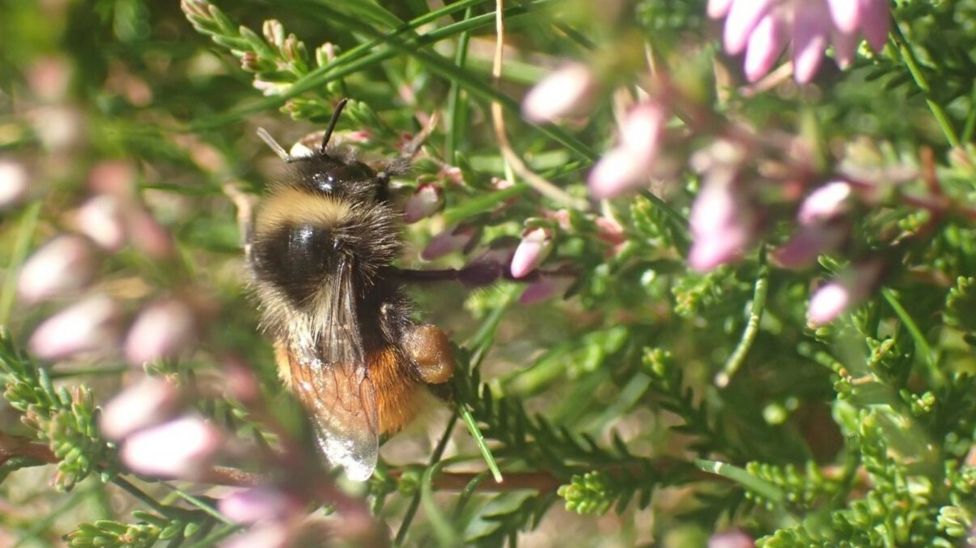 Suffolk beekeeper creates 18-mile bee corridor along coast - BBC News