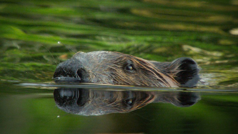 In pictures: The forests of New England - BBC News