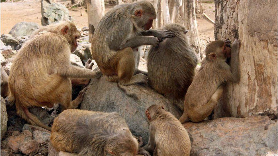 How friendly monkeys who are more social are healthier - BBC Newsround
